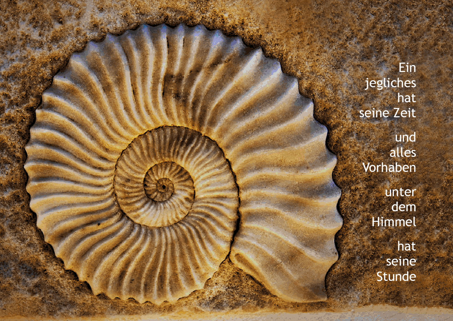 Alles hat seine Zeit Nr. 102 - 10er Set - der hospiz verlag